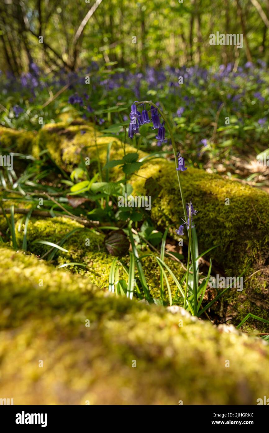 Stunning English Bluebell woods landscape in spring sunshine Stock ...