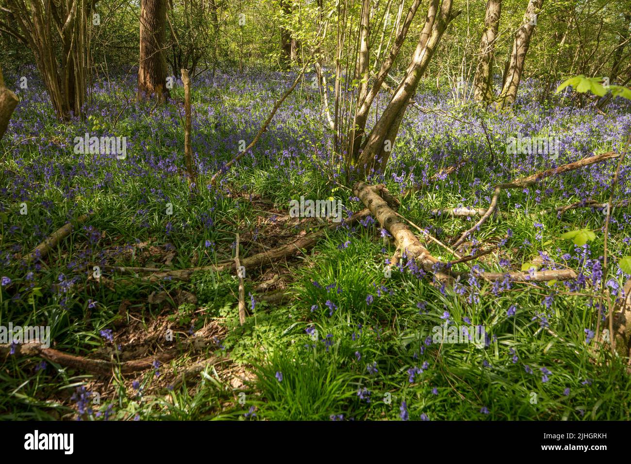 Stunning English Bluebell woods landscape in spring sunshine Stock ...