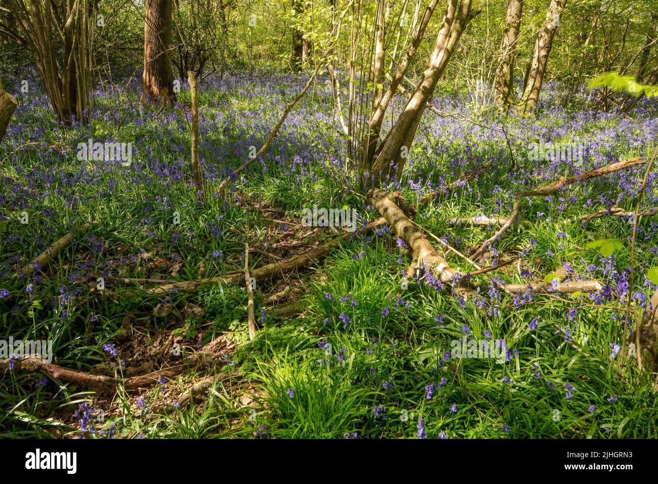 Stunning English Bluebell woods landscape in spring sunshine Stock ...