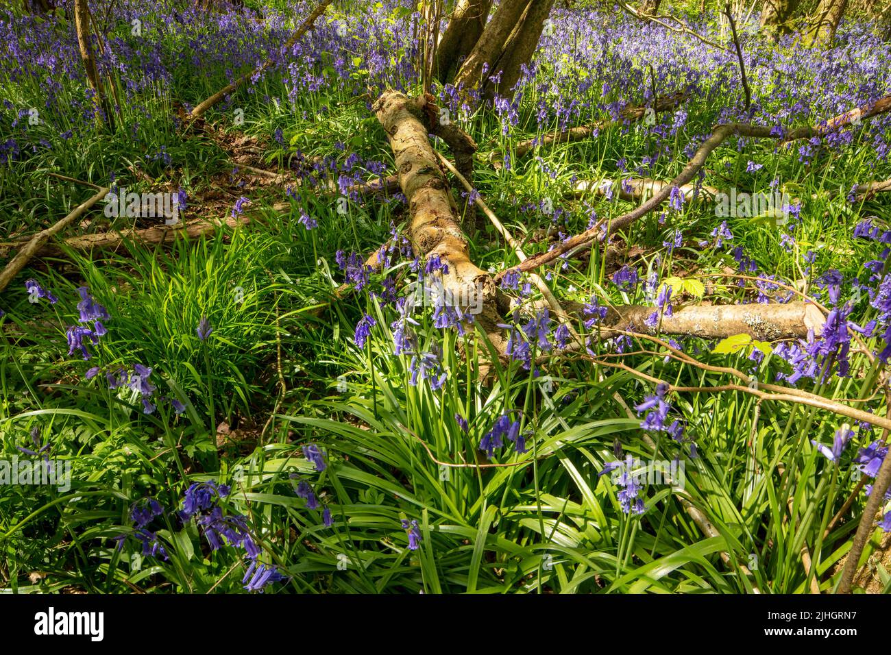 Stunning English Bluebell woods landscape in spring sunshine Stock ...
