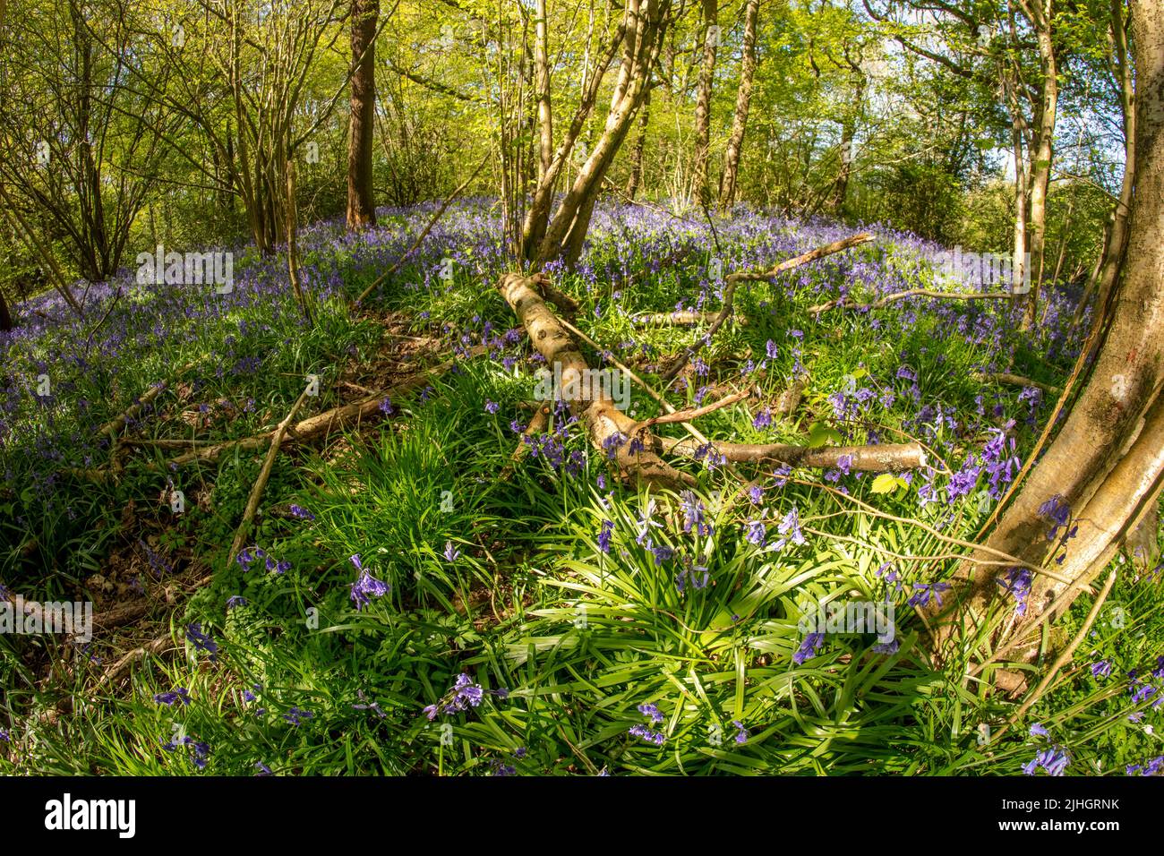 Stunning English Bluebell woods landscape in spring sunshine Stock ...