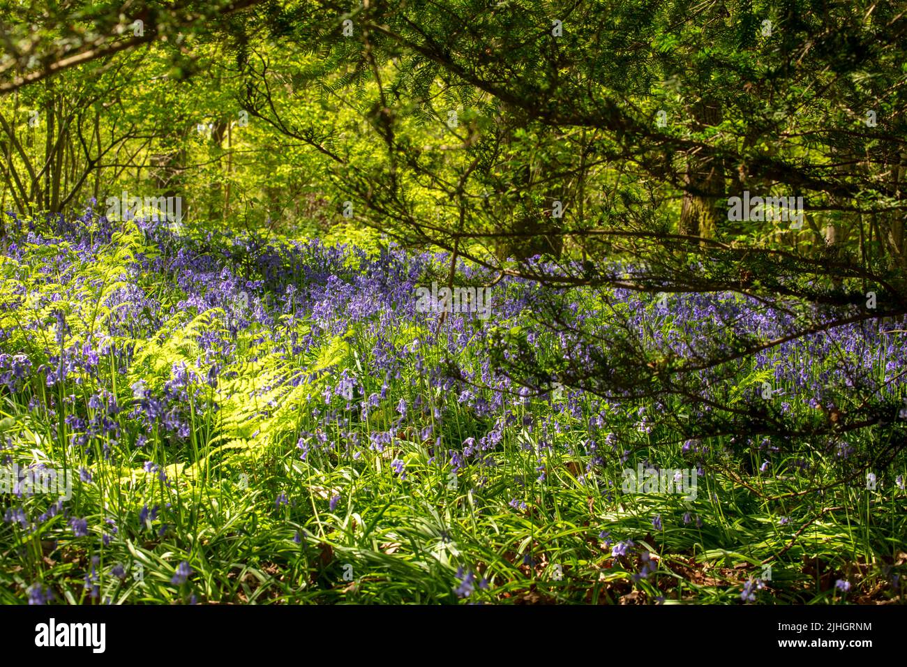 Stunning English Bluebell woods landscape in spring sunshine Stock ...