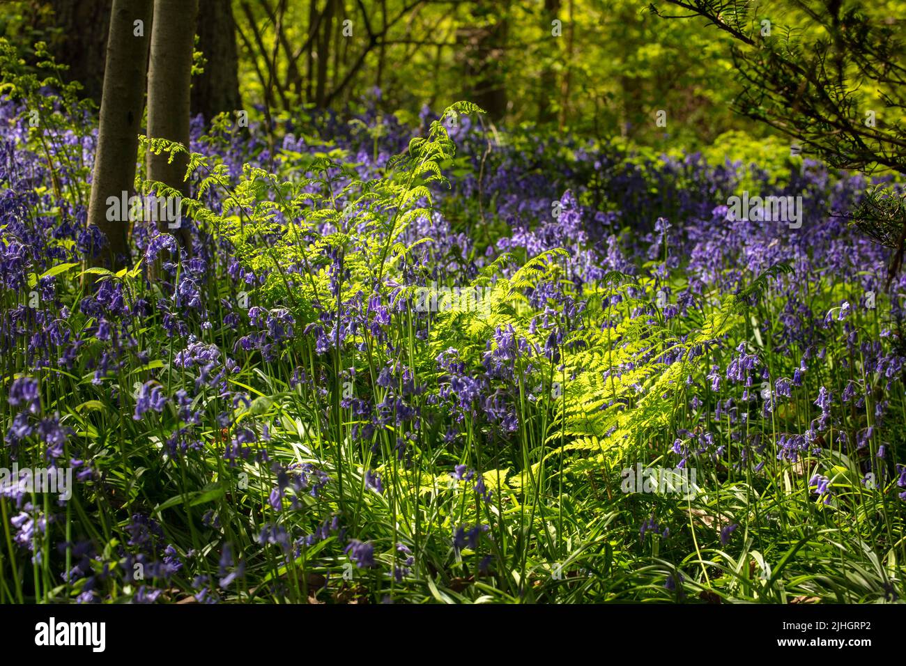 Stunning English Bluebell woods landscape in spring sunshine Stock ...