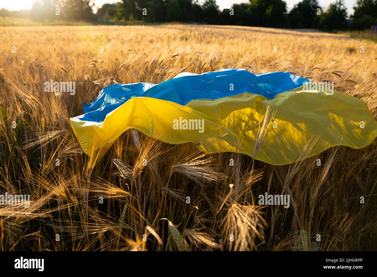 Flag of Ukraine on wheat. Harvest of wheat in Ukraine concept Stock ...