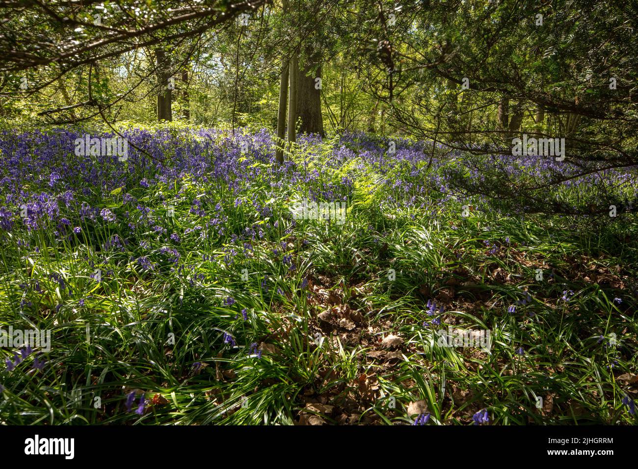 Stunning English Bluebell woods landscape in spring sunshine Stock ...