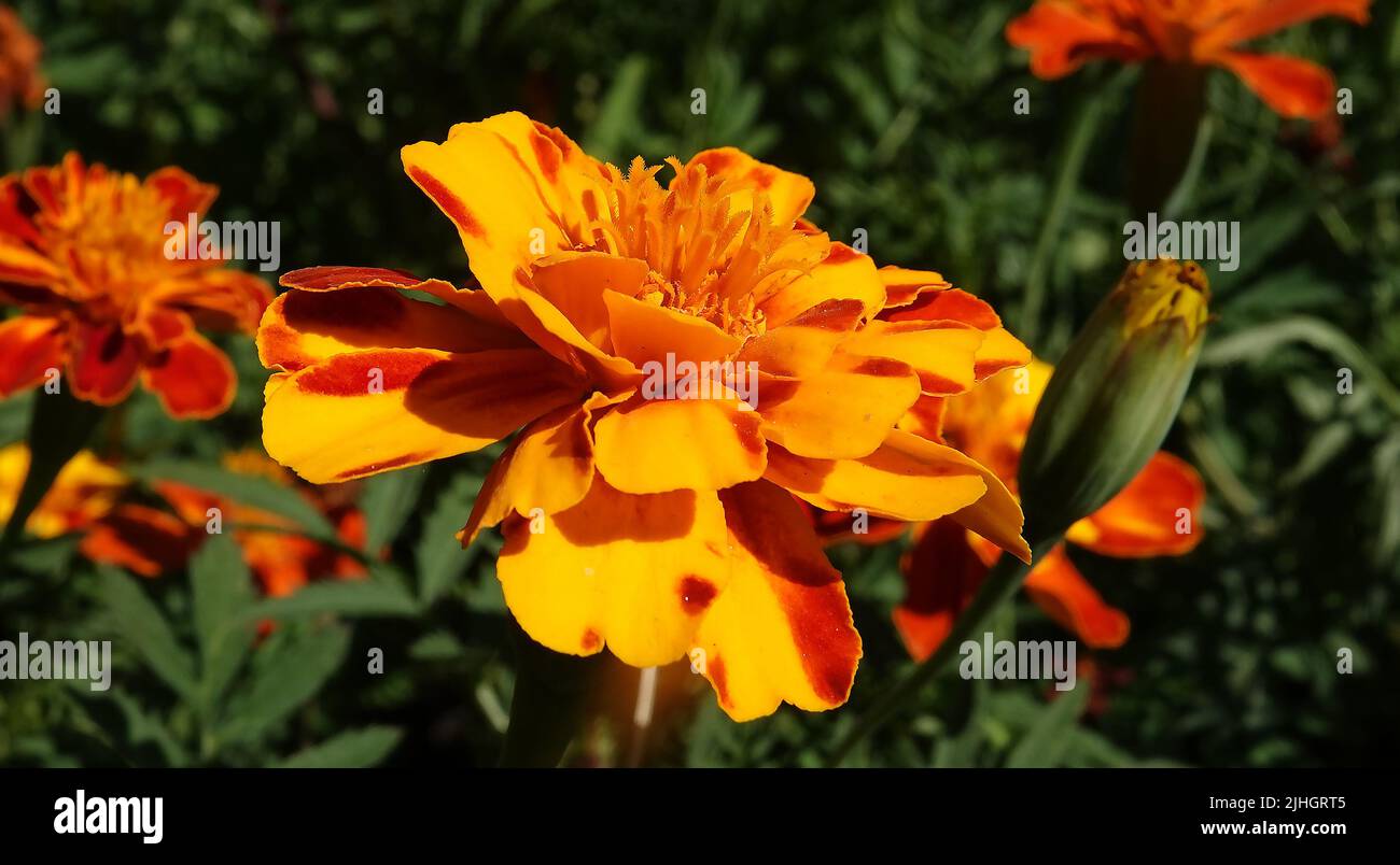 Flowers Marigolds thin-leaved is an annual herbaceous plant, a species ...
