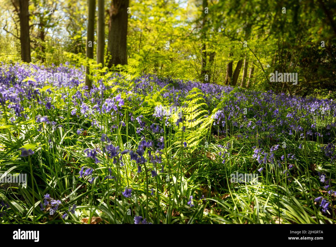 Stunning English Bluebell woods landscape in spring sunshine Stock ...