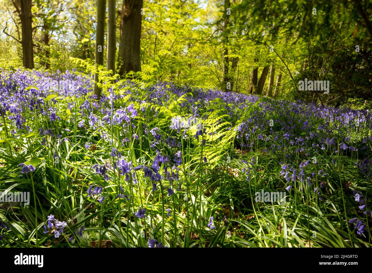 Stunning English Bluebell woods landscape in spring sunshine Stock ...