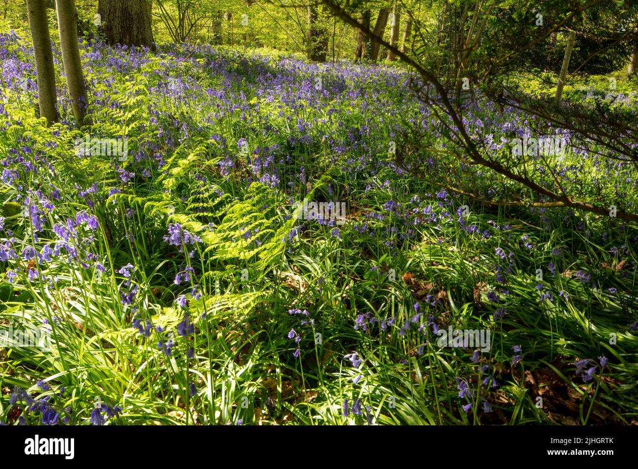 Stunning English Bluebell woods landscape in spring sunshine Stock ...