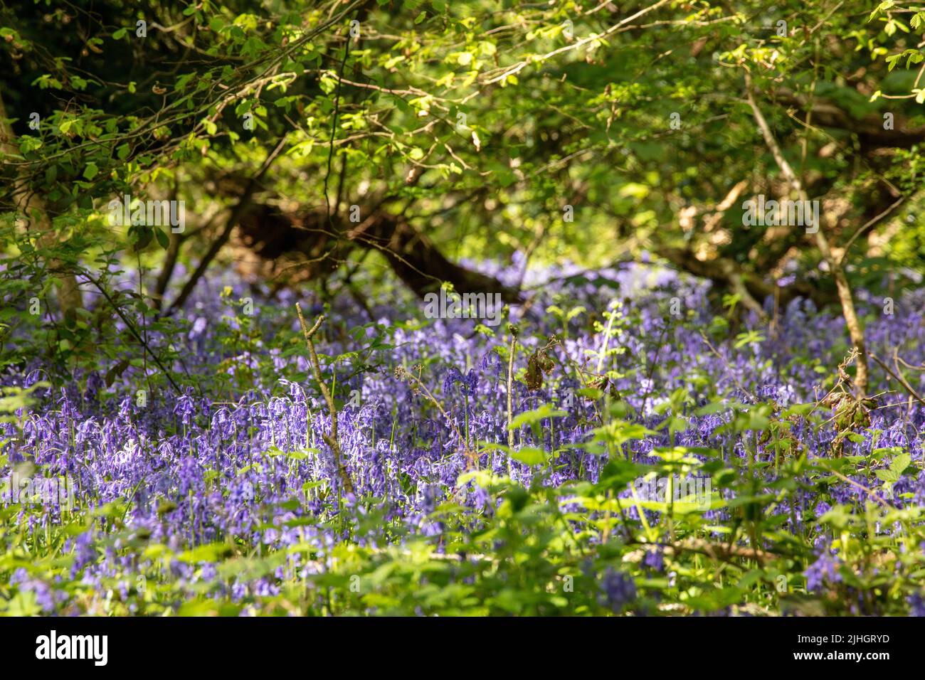 Stunning English Bluebell woods landscape in spring sunshine Stock ...
