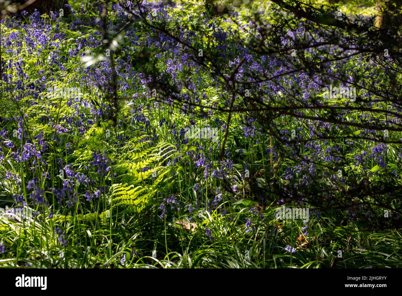 Stunning English Bluebell woods landscape in spring sunshine Stock ...