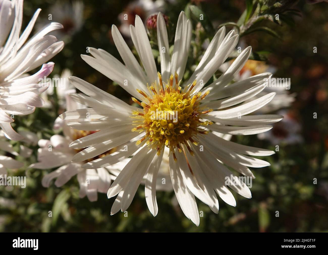 Astra flowers hi-res stock photography and images - Alamy