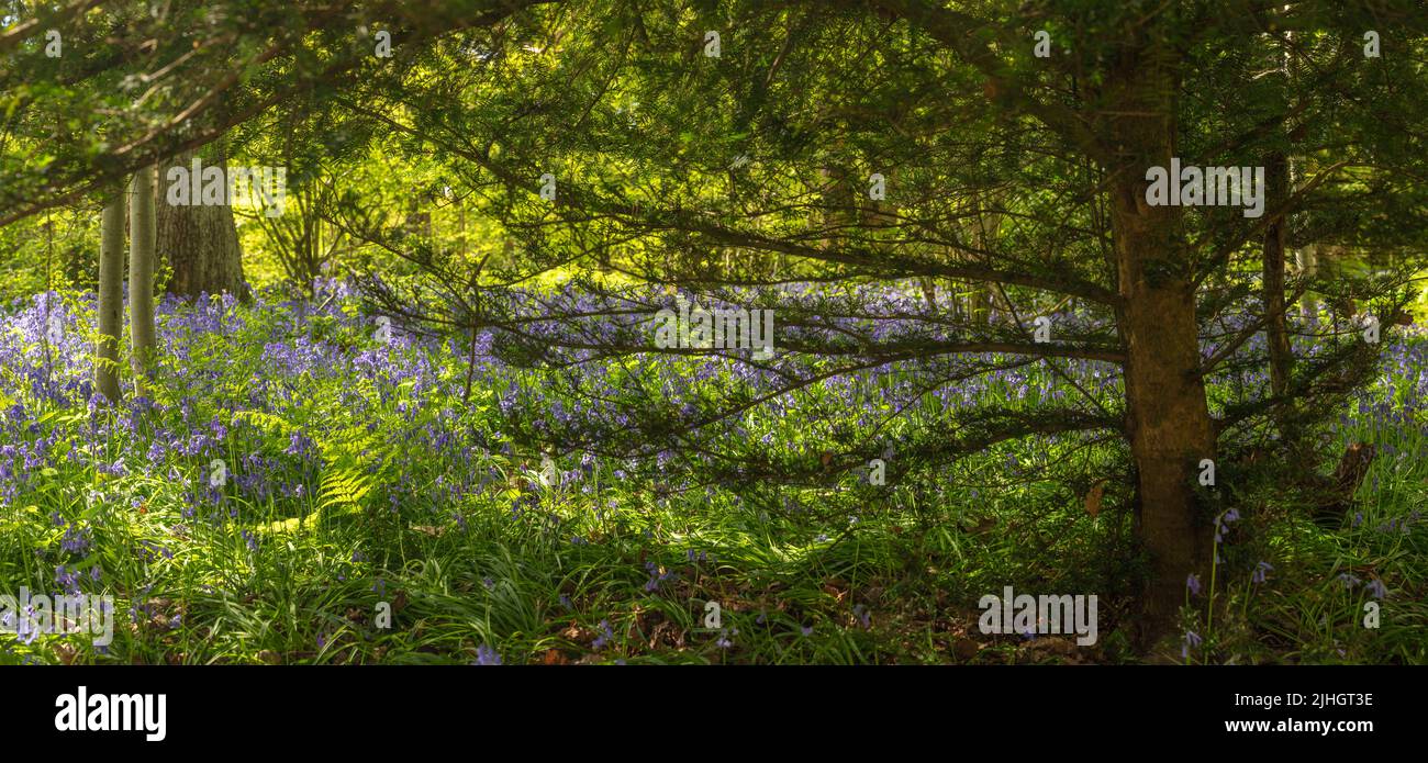 Stunning English Bluebell woods landscape in spring sunshine Stock ...
