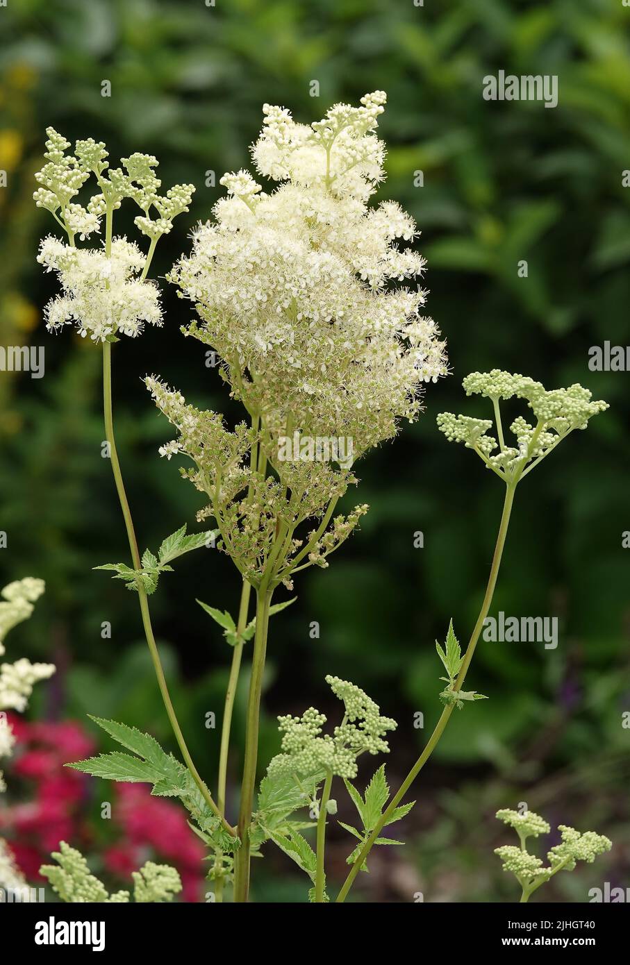 Flowers Astilba Arendsa or False Spiraea is a herbaceous plant Stock ...