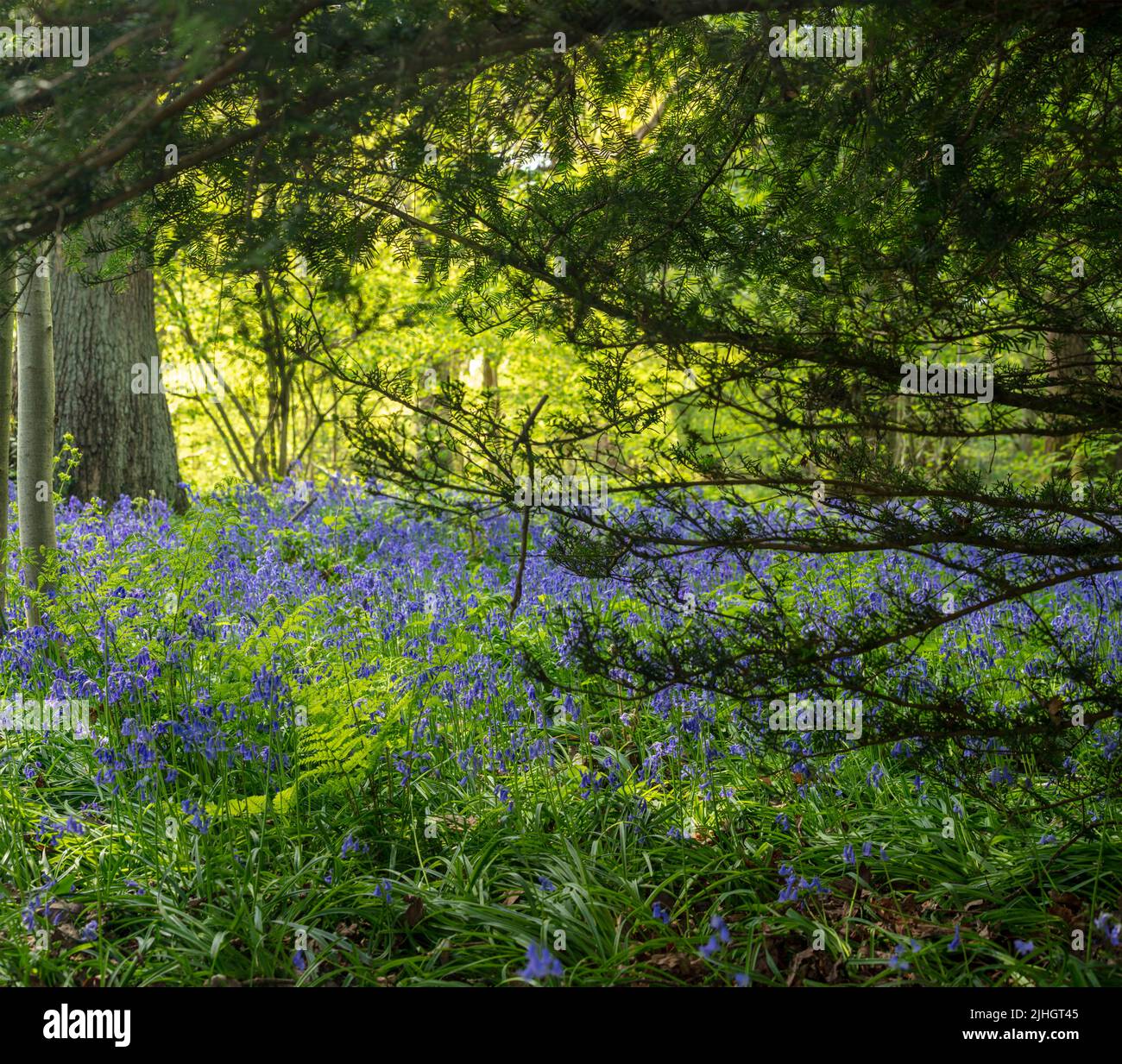 Stunning English Bluebell woods landscape in spring sunshine Stock ...