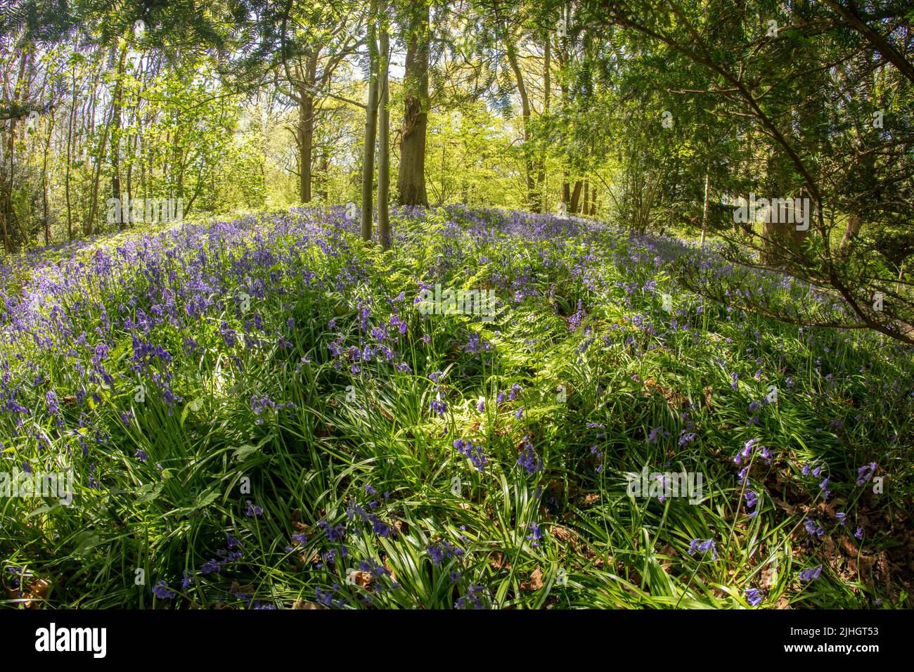 Stunning English Bluebell woods landscape in spring sunshine Stock ...