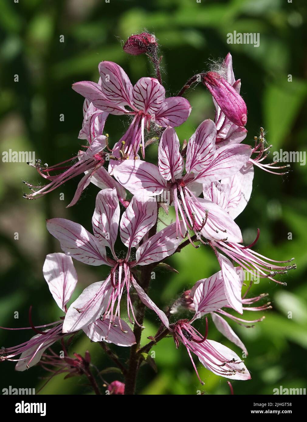 Ash exhibition hi-res stock photography and images - Alamy