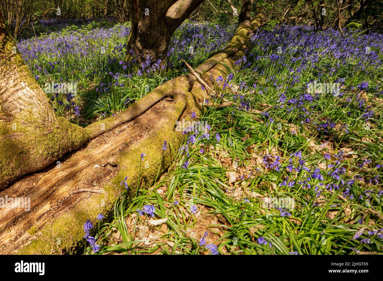 Stunning English Bluebell woods landscape in spring sunshine Stock ...