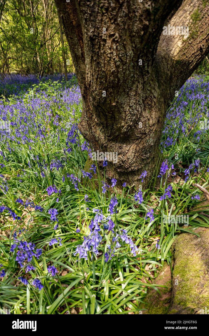 Stunning English Bluebell woods landscape in spring sunshine Stock ...
