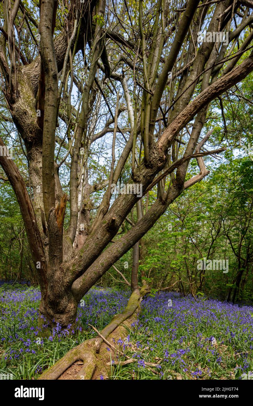 Stunning English Bluebell woods landscape in spring sunshine Stock ...