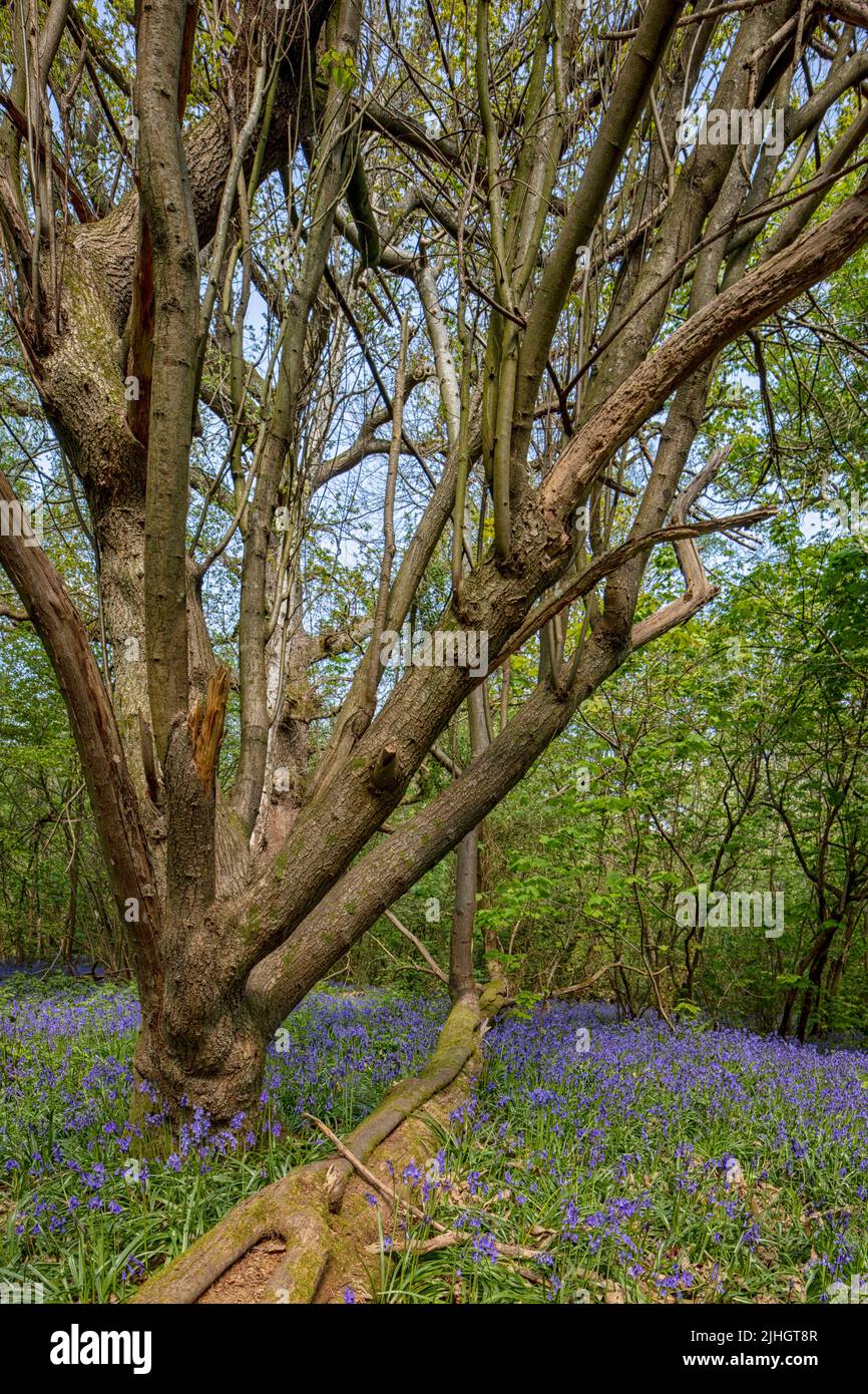 Stunning English Bluebell woods landscape in spring sunshine Stock ...