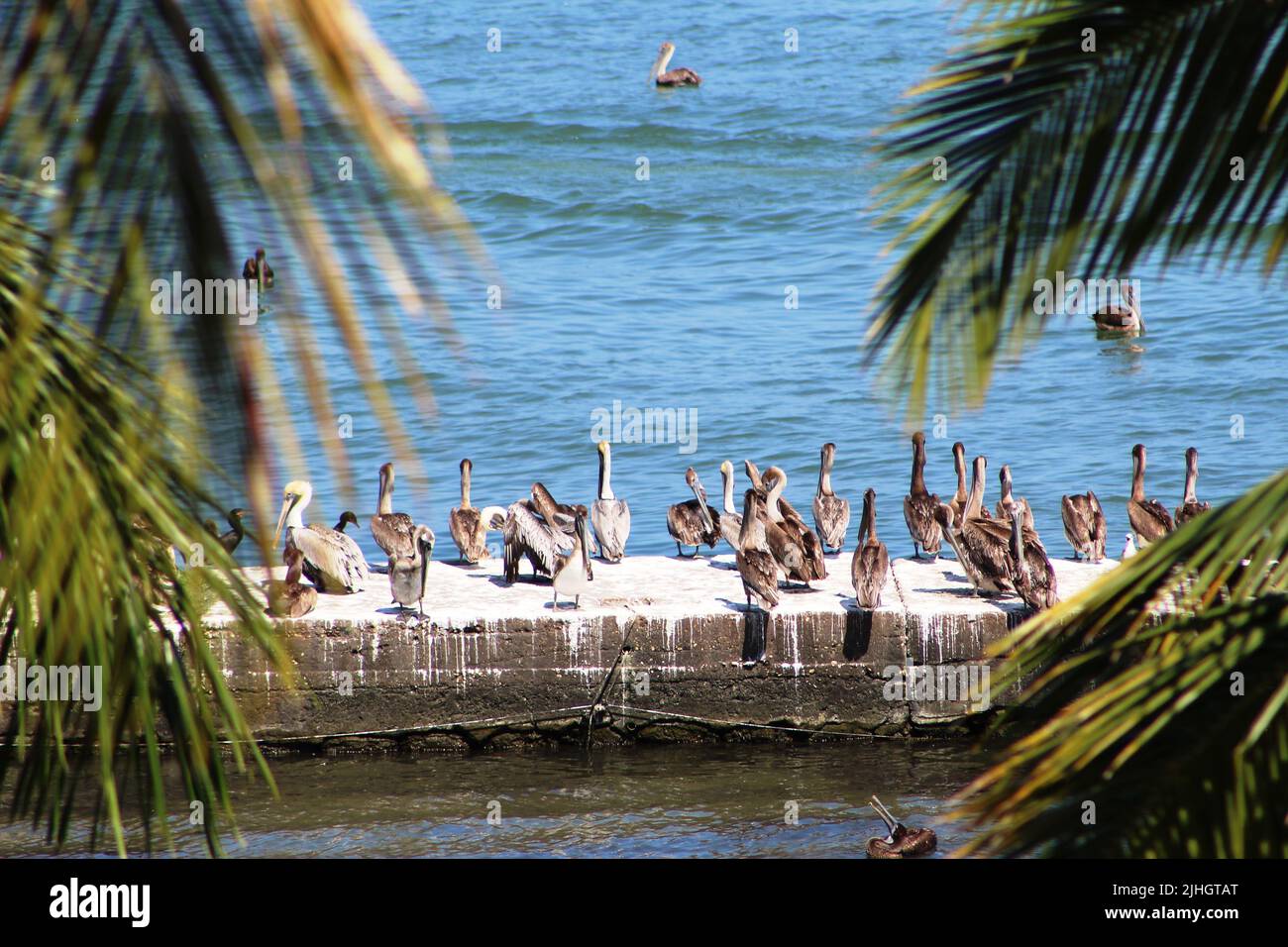 Brown Pelican (Pelecanus occidentalis) resting on a cement pier with ...