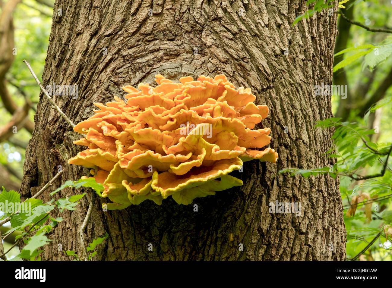 Multi-tiered bracket fungi on solid looking tree trunk, natural forest ...