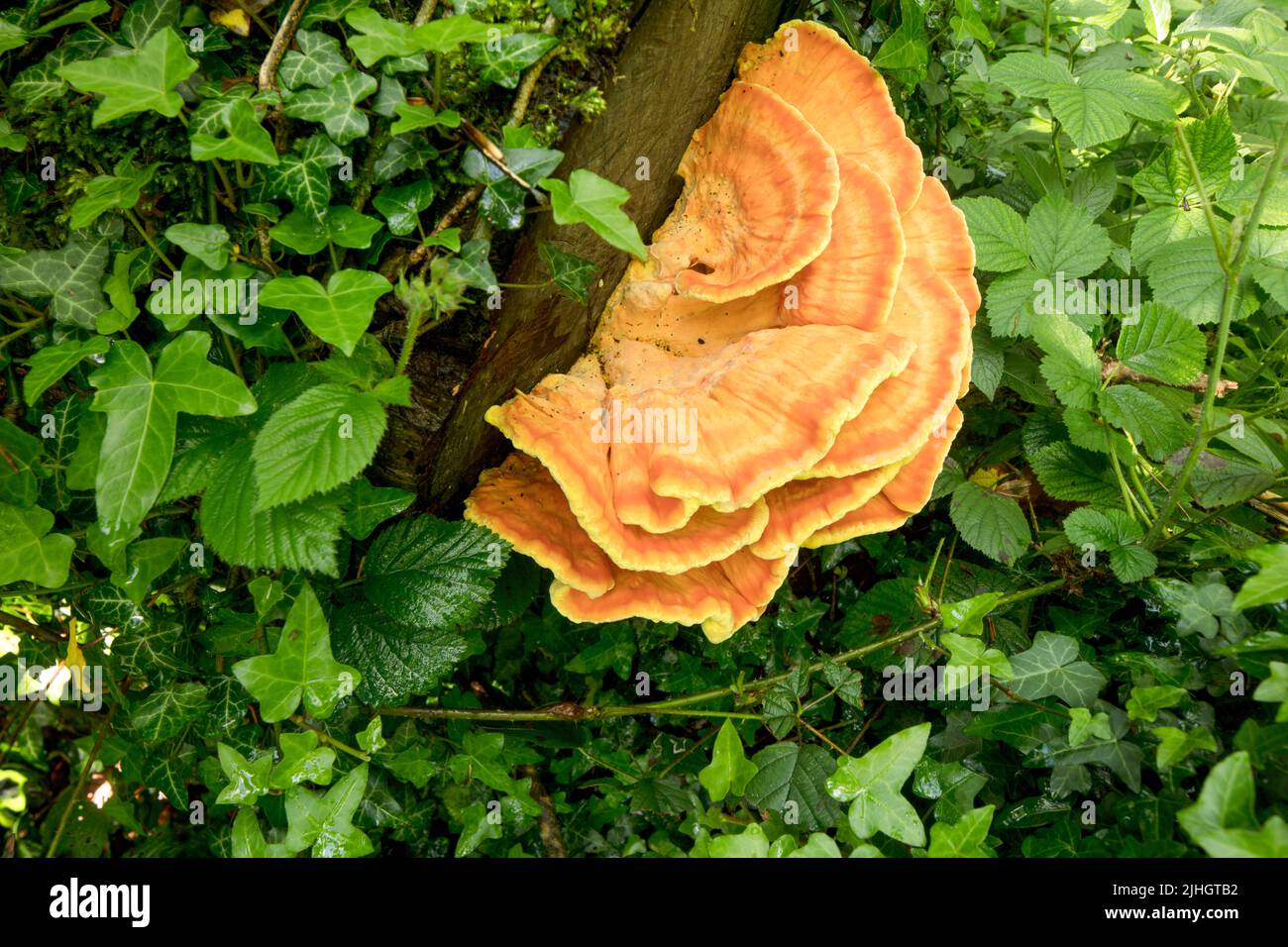 Multi-tiered bracket fungi on solid looking tree trunk, natural forest ...