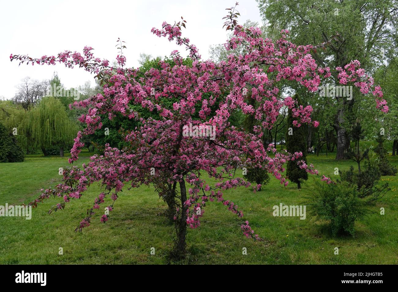 Apricot tree in ukraine hi-res stock photography and images - Alamy