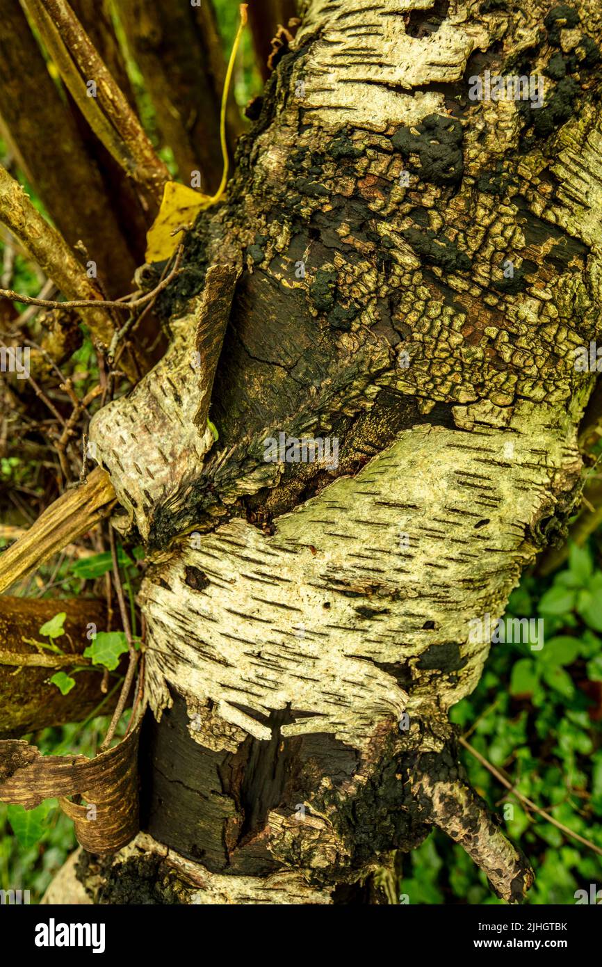 Patterns and textures in nature, intimate landscape of tree patterns ...