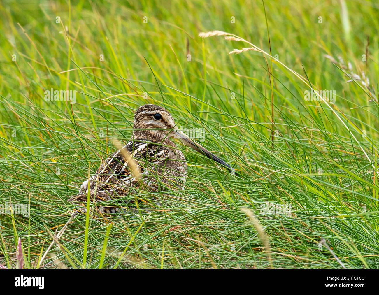 Common snipe uk grass hi-res stock photography and images - Alamy