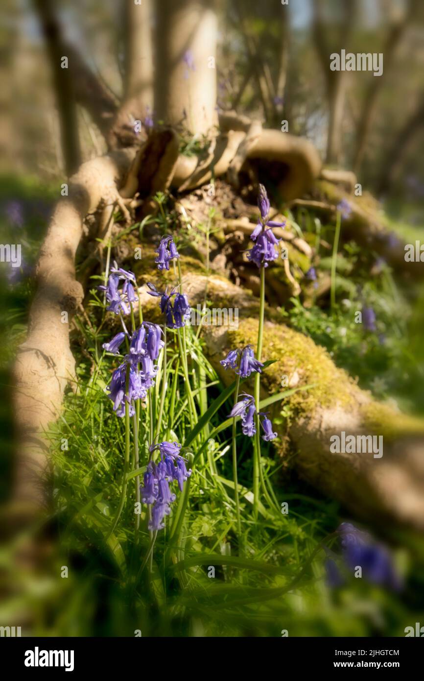 Stunning English Bluebell woods landscape in spring sunshine Stock ...