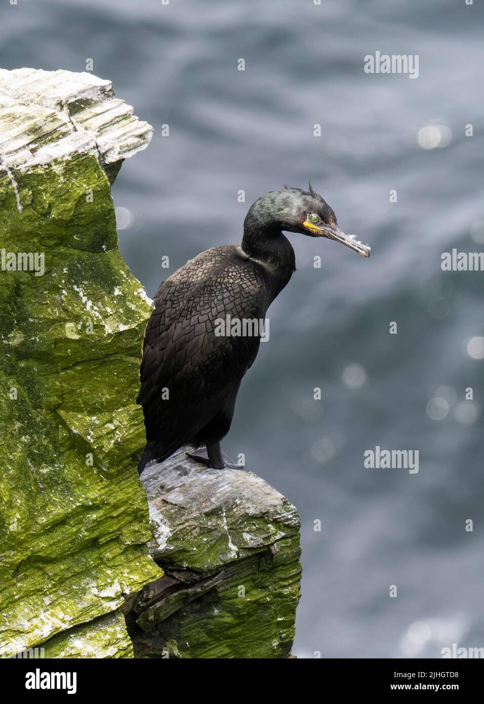 An Adult European Shag, Phalacrocorax aristotelis on Ling Ness, Eswick ...