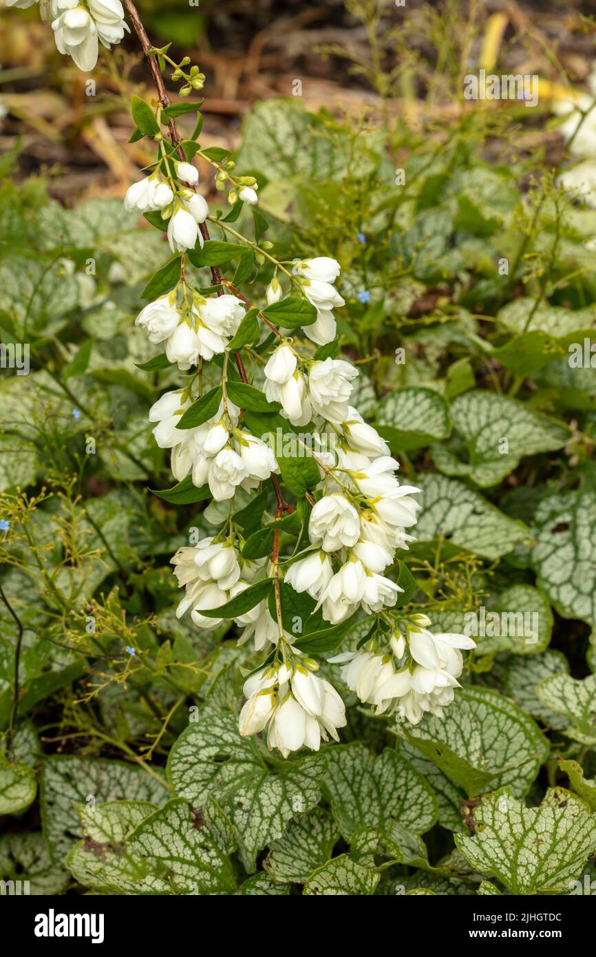 Petite Philadelphus ‘Snowbelle’, mock orange ‘Snowbelle’, natural close ...