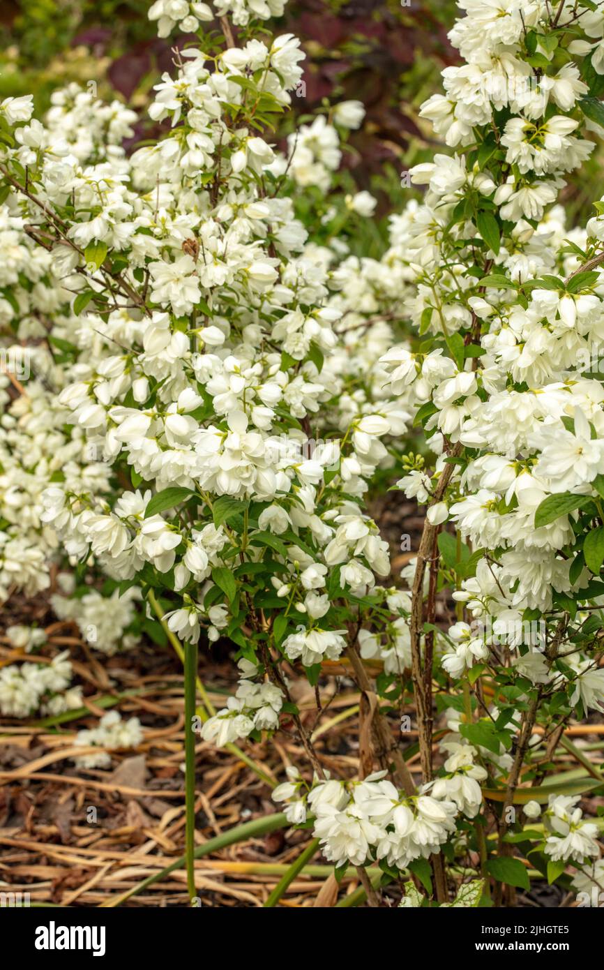 Petite Philadelphus ‘Snowbelle’, mock orange ‘Snowbelle’, natural close ...