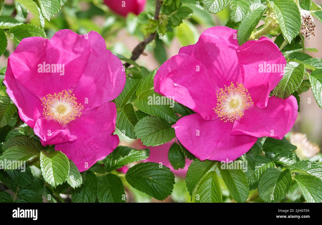 Red rose hips woods hi-res stock photography and images - Alamy