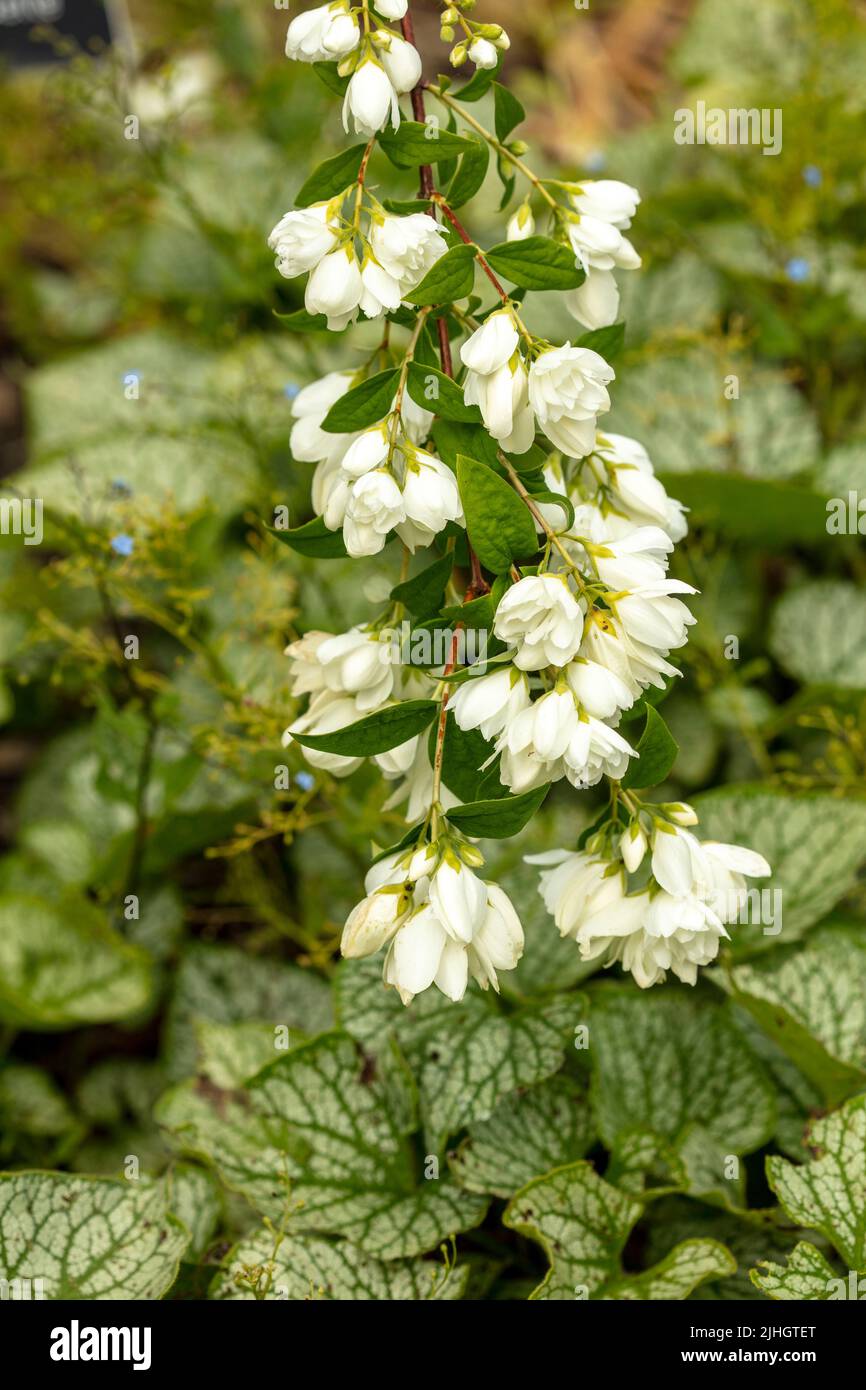 Petite Philadelphus ‘Snowbelle’, mock orange ‘Snowbelle’, natural close ...