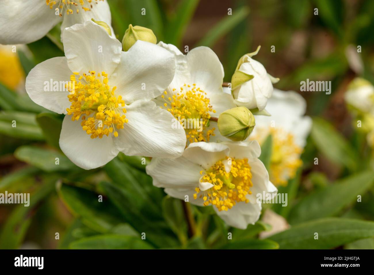 California anemone elizabeth hi-res stock photography and images - Alamy