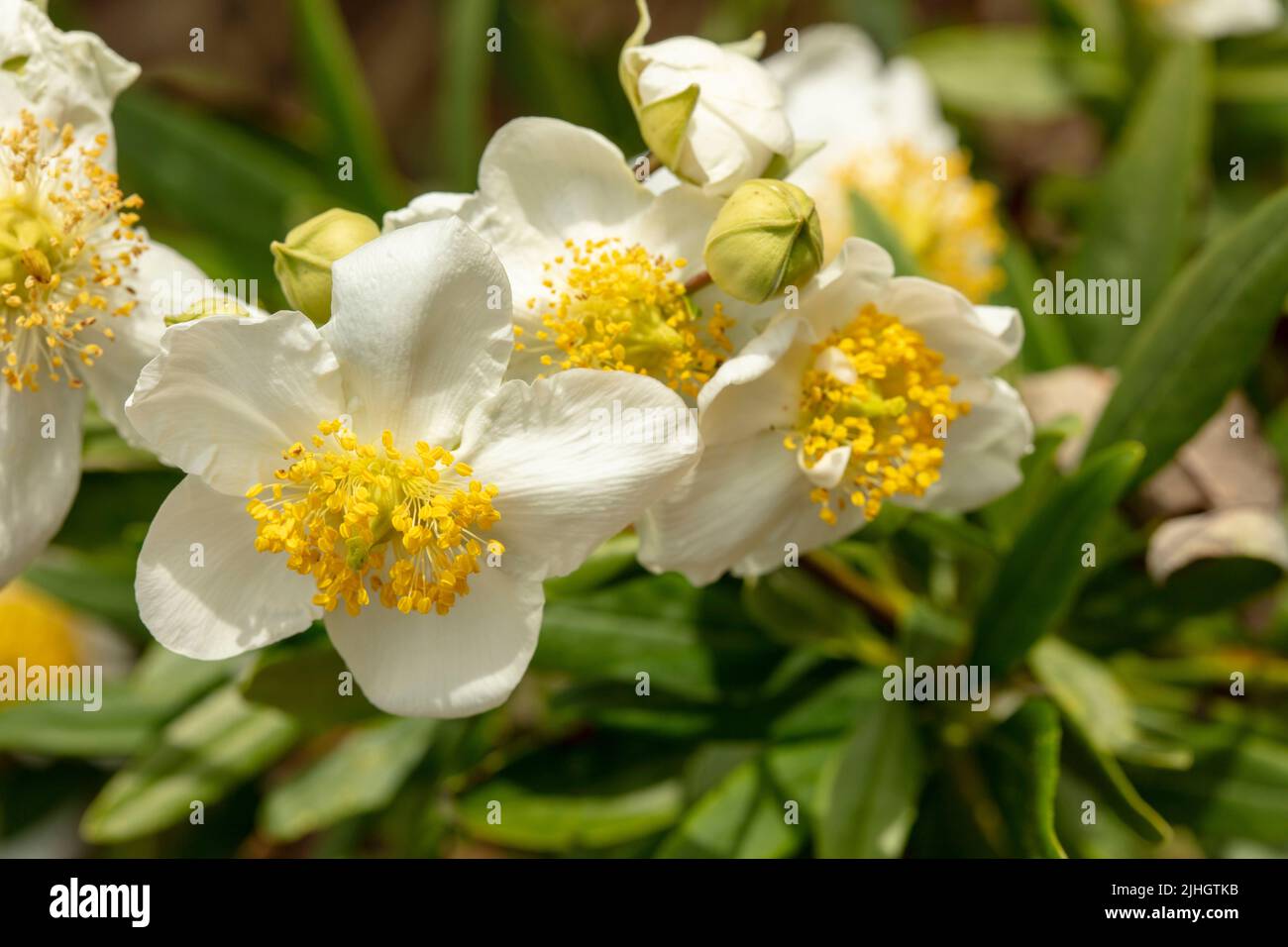 California anemone elizabeth hi-res stock photography and images - Alamy
