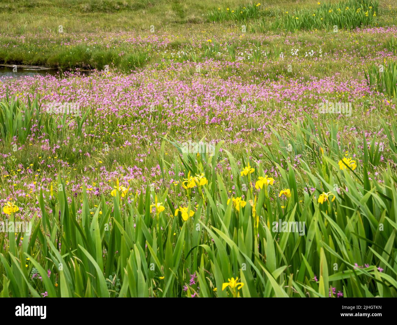 Ragged Robin, Orchids and Yellow Flag Iris growing in a damp meadow at ...
