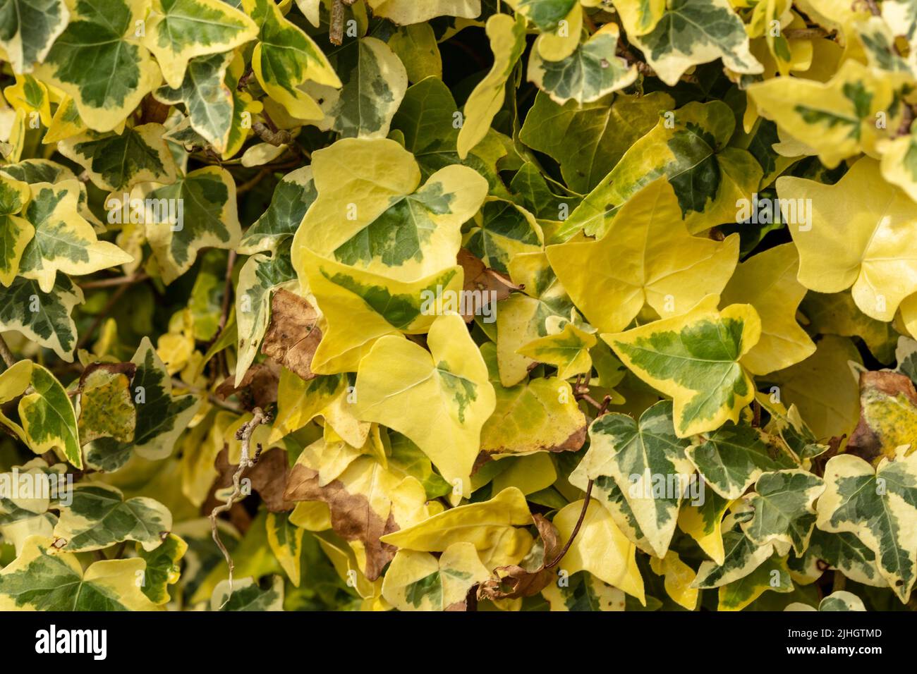 Close up natural plant portrait of Hedera Helix ‘Goldchild’, patterns ...