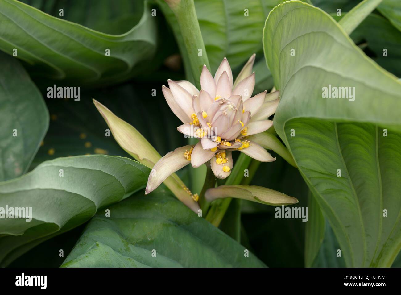 Natural close up plant portrait of Hosta Empress Wu, structures and ...