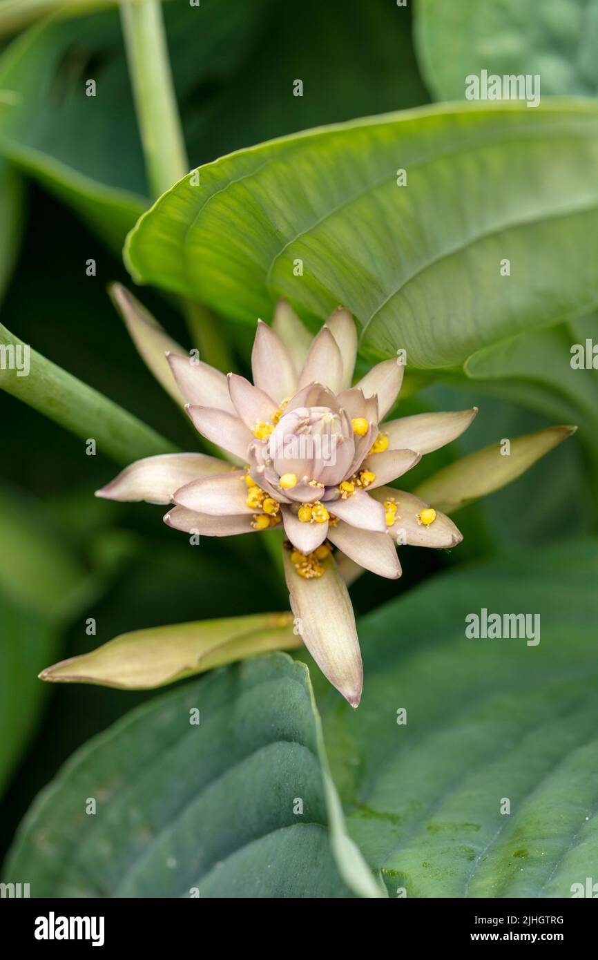 Natural close up plant portrait of Hosta Empress Wu, structures and ...