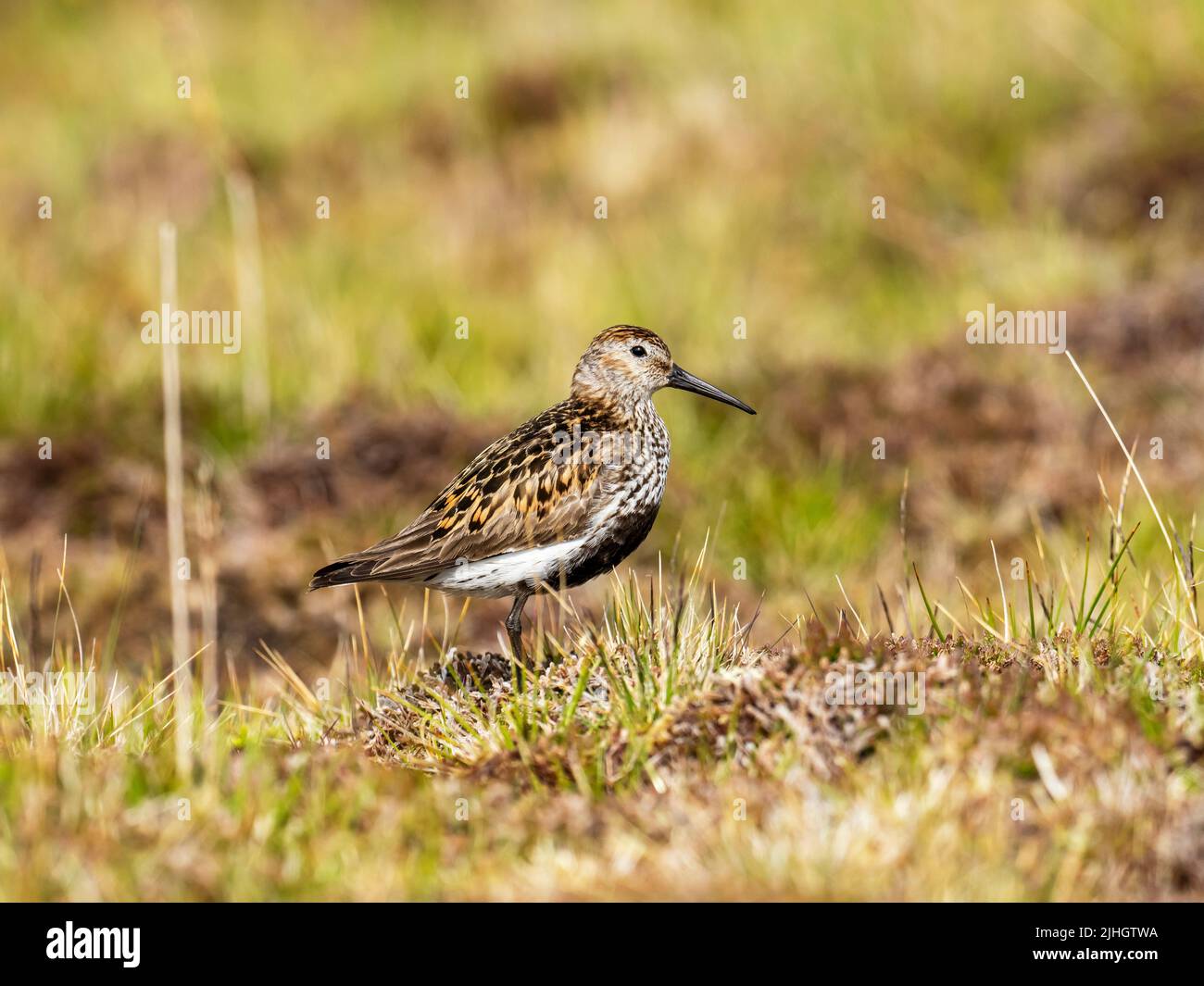 Dunlin bird uk moorland hi-res stock photography and images - Alamy