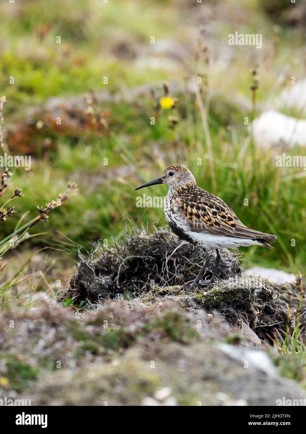 Dunlin bird uk moorland hi-res stock photography and images - Alamy