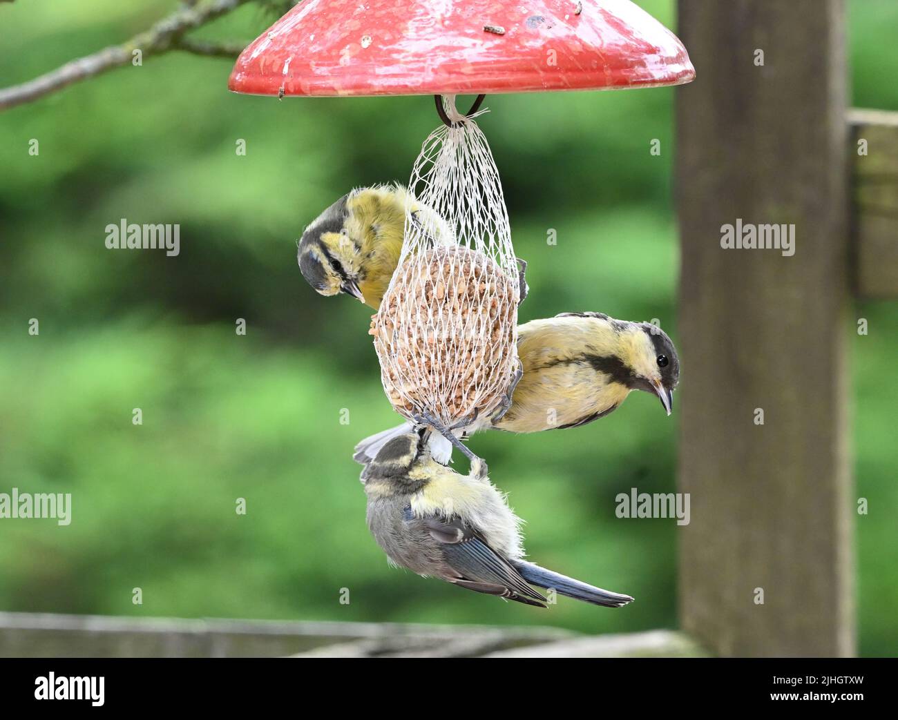 Meisen am Meisenknödel Stock Photo - Alamy