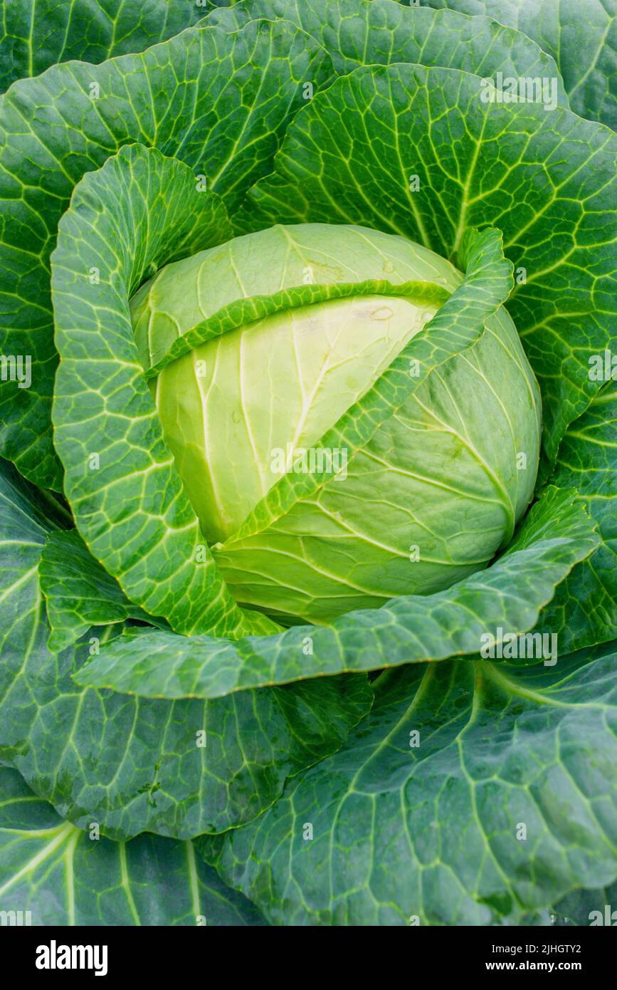 Head of cabbage on the field. Cabbage in the garden Stock Photo - Alamy