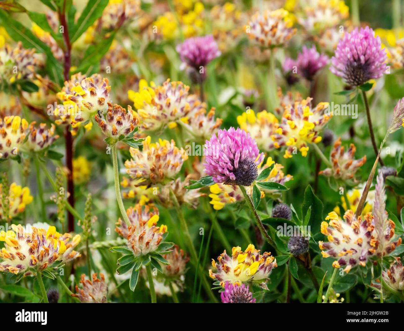 Pink vetch wildflower uk hi-res stock photography and images - Alamy
