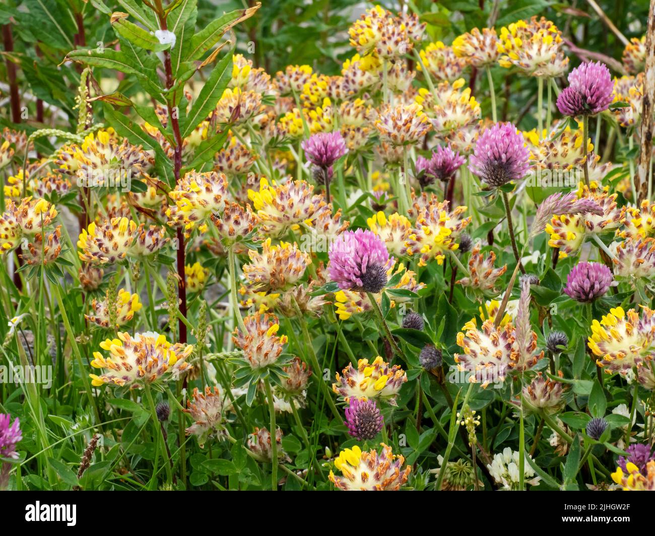 Pink vetch wildflower uk hi-res stock photography and images - Alamy