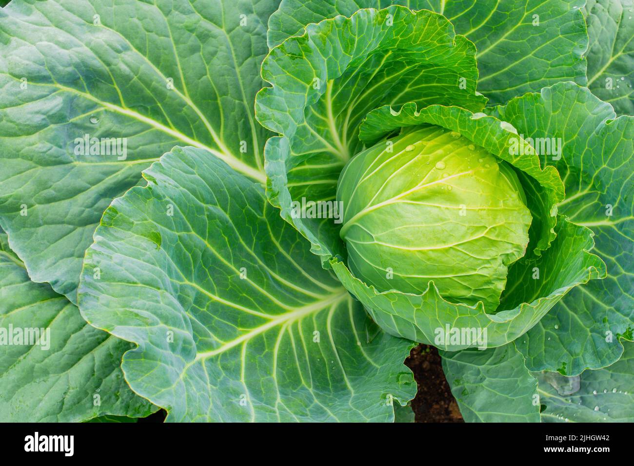 Head of cabbage on the field. Cabbage in the garden Stock Photo - Alamy